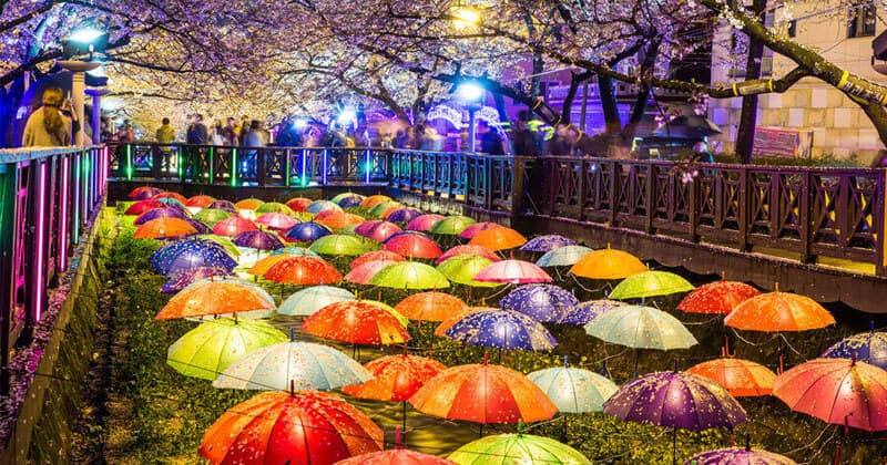 2018 Best of Best Cherry Blossom Festivals in Korea