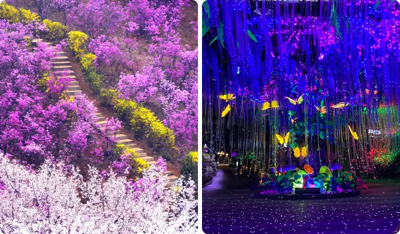 2026 Bucheon Azalea & Cherry Blossom Festival Afternoon Tour - Trazy ...