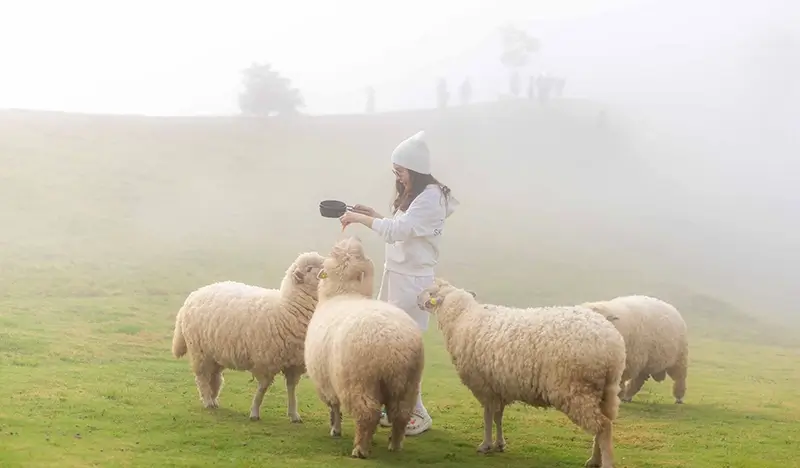 Chiang Rai Hot Spring + White Temple + YAYO Farm Cafe + Akha FarmVille ...