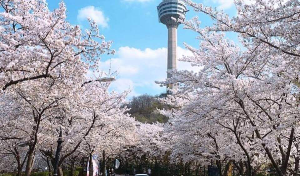 Daegu E-world Cherry Blossom Tour - from Busan 2019 (Mar 29~Apr 7 ...
