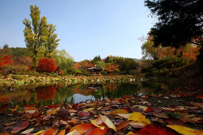 Gyeongju Autumn/Fall Foliage 1 Day Tour - from Busan (Oct 28~Nov 15)