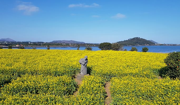 Jeju Bus Tour - Jeju Island Tour Package 1 Day - Trazy, Korea's #1 ...