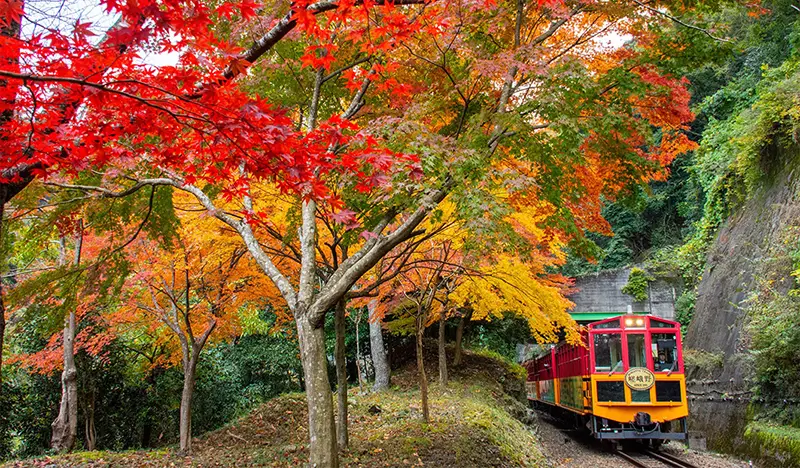 Kyoto Sagano Romantic Train + Hozu River Cruise + Arashiyama 1 Day Tour ...