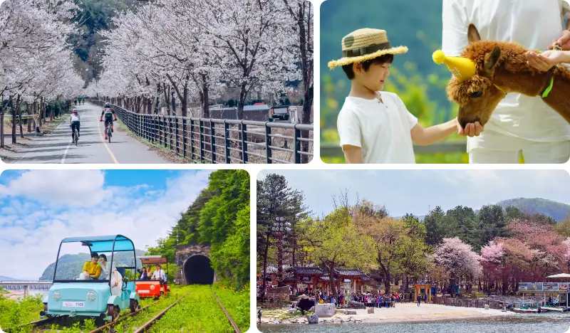 Spring Special: Nami Island + Eden Cherry Blossom (+ Gangchon Rail Bike ...