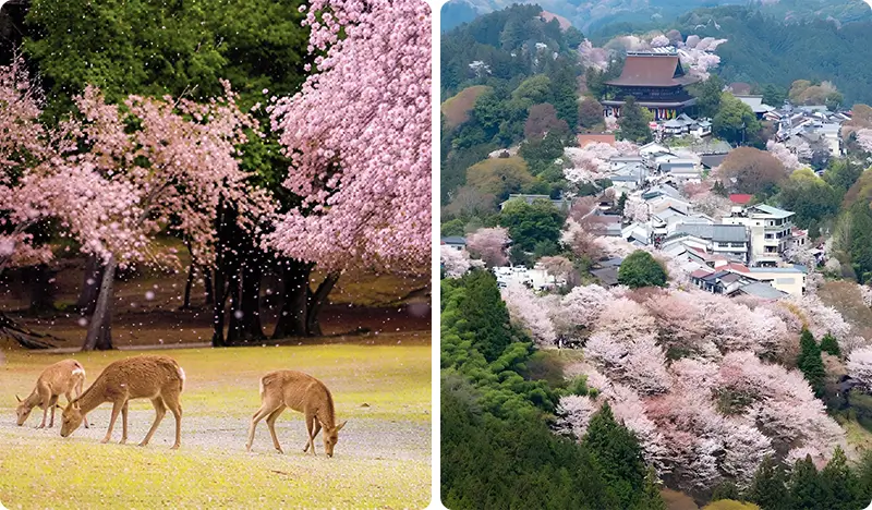 2026 Nara Park & Mt. Yoshino Cherry Blossom Tour from Osaka - Trazy ...