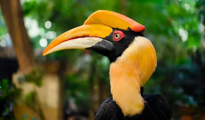 Phuket Bird Park Discount Ticket - Trazy, Your Travel Shop for Asia