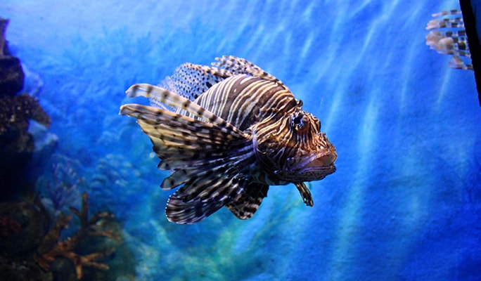 SEA LIFE Bangkok Ocean World Ticket - Trazy, Your Travel Shop for Asia