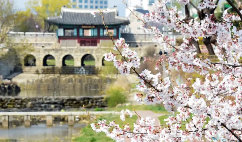 Suwon Cherry Blossom & Hwaseong Fortress Evening Tour - Trazy, Korea's ...