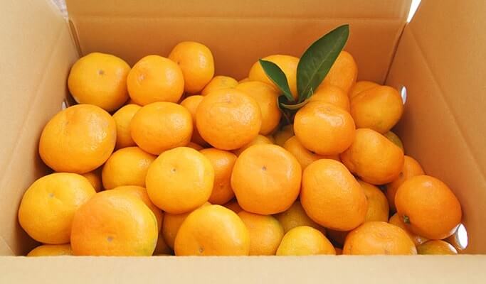 Tangerine Picking Experience in Jeju - Trazy, Korea's #1 Travel Guide