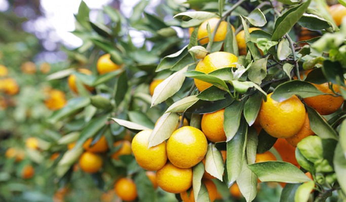 Tangerine Picking Experience in Jeju - Trazy, Korea's #1 Travel Guide