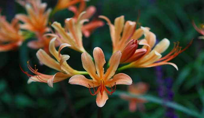 Yeomiji Botanical Garden Ticket - Trazy, Korea's #1 Travel Guide